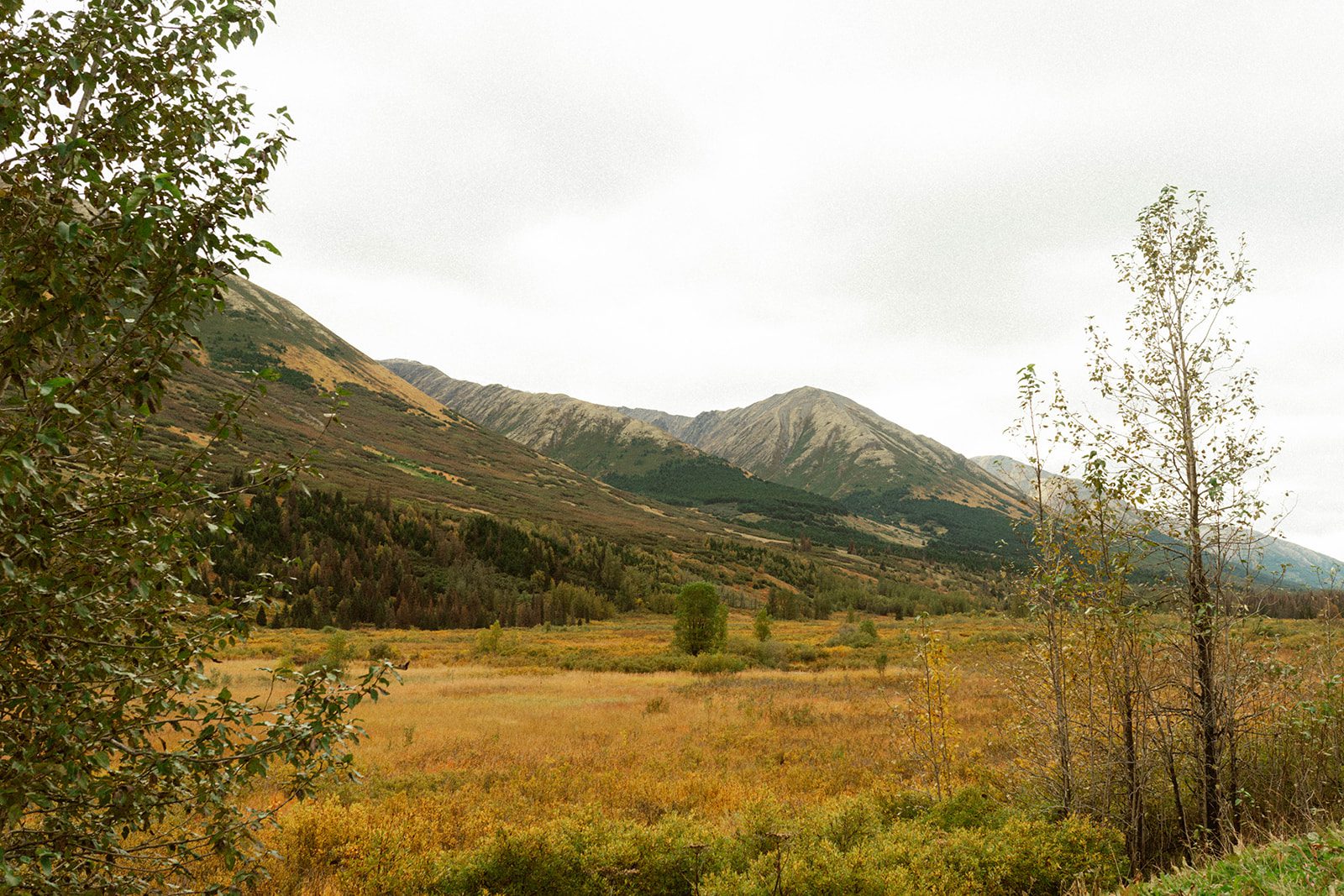 The Ultimate Guide on How to Elope in Alaska in 2024 | A Step-by-Step Guide